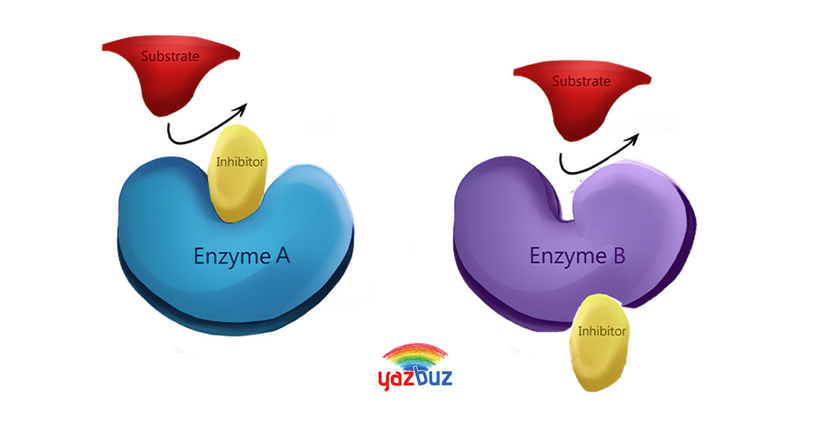 Enzim Nedir? Enzim Çeşitleri Nelerdir? - Yazbuz.com