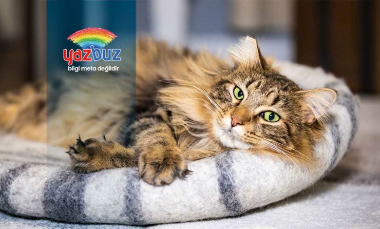 Kedi Yatağa Neden İşer? Önlemek İçin Ne Yapılmalı? - Yazbuz.com